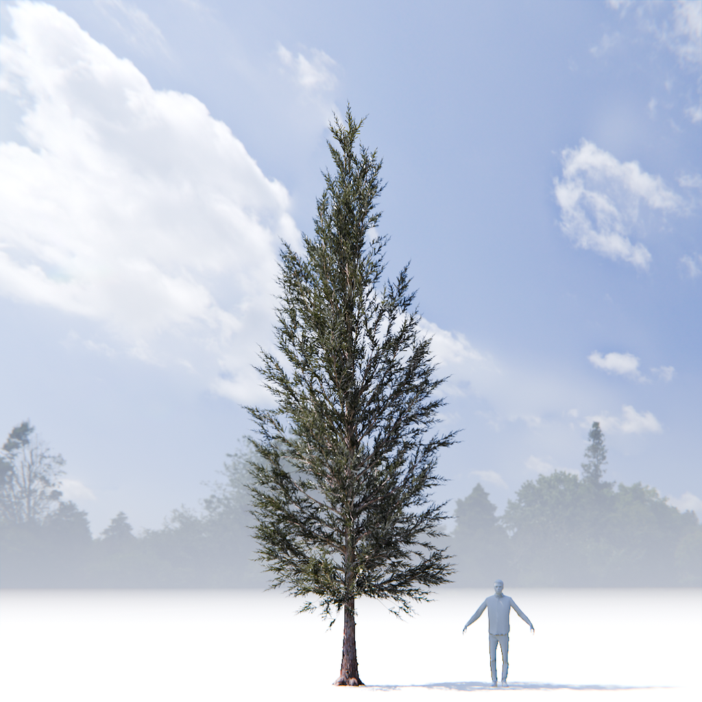 Pine tree variation | Trees models | BlenderKit