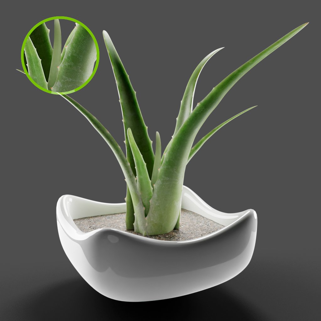Aloe Vera | Indoor Plants models | BlenderKit