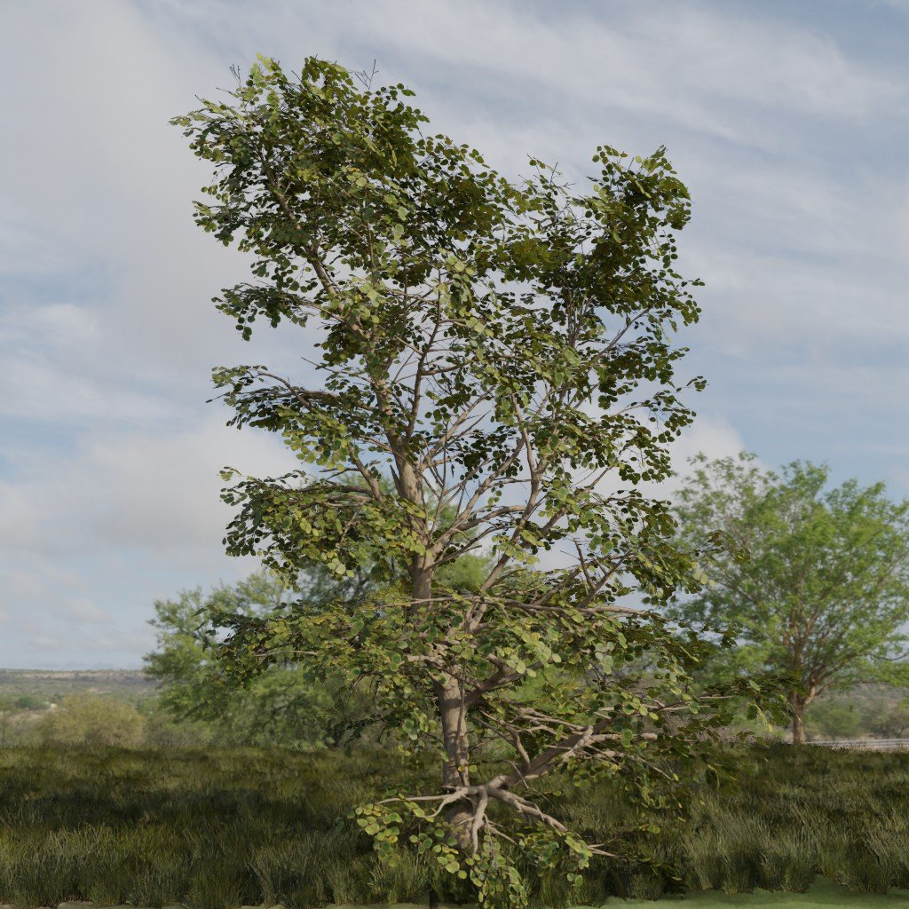 Broadleaf Dense Tree Mature | Trees models | BlenderKit