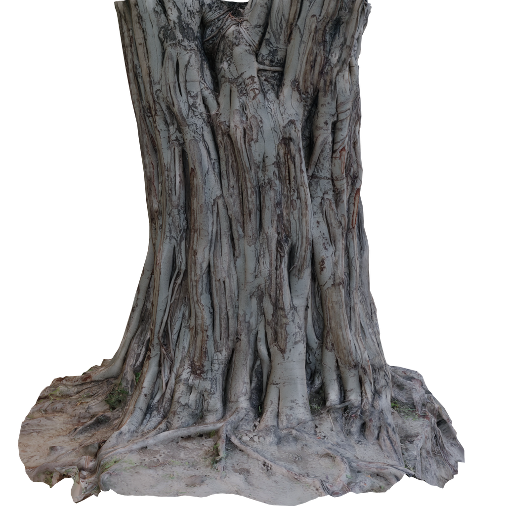 Tree Trunk | Trees models | BlenderKit