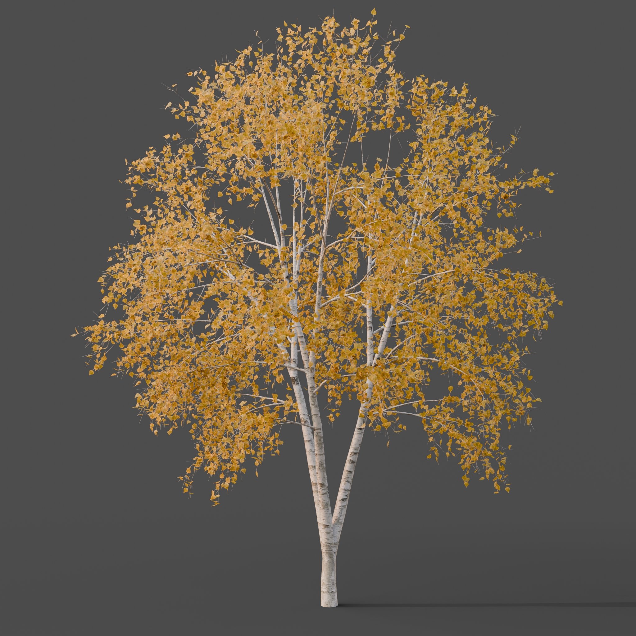 Silver Birch Large - Autumn | Trees models | BlenderKit