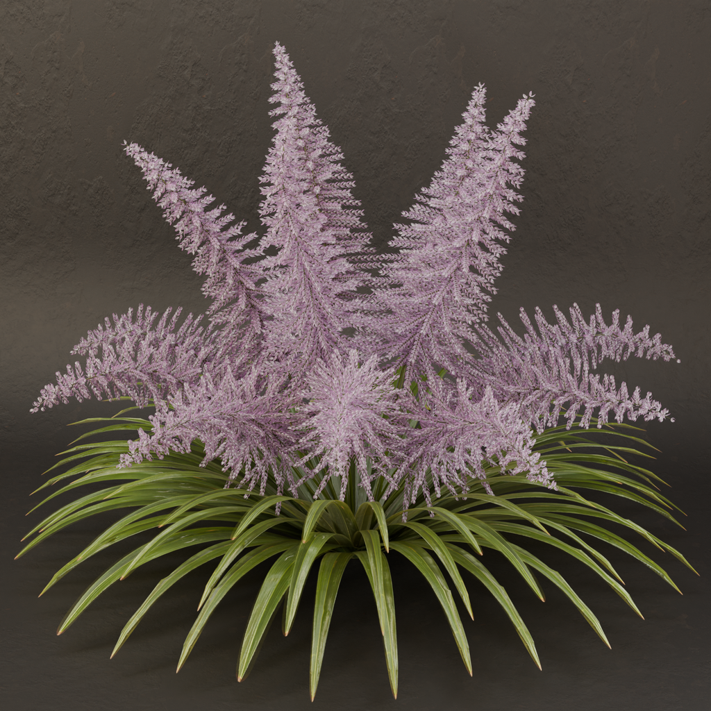 SJ-Lavender Fern | Outdoor Plants models | BlenderKit
