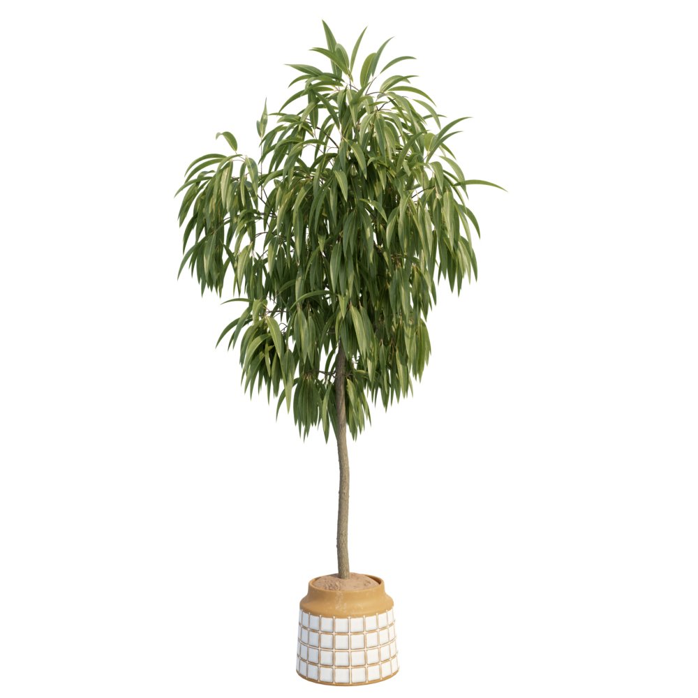 Huge Ficus Binnendijkii Indoor Plant 4 | Indoor Plants models | BlenderKit