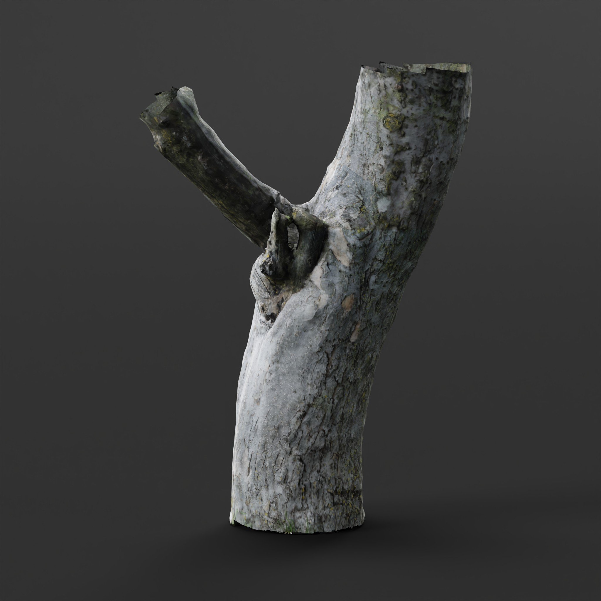 Apple Tree Trunk 02 | FREE Trees models | BlenderKit