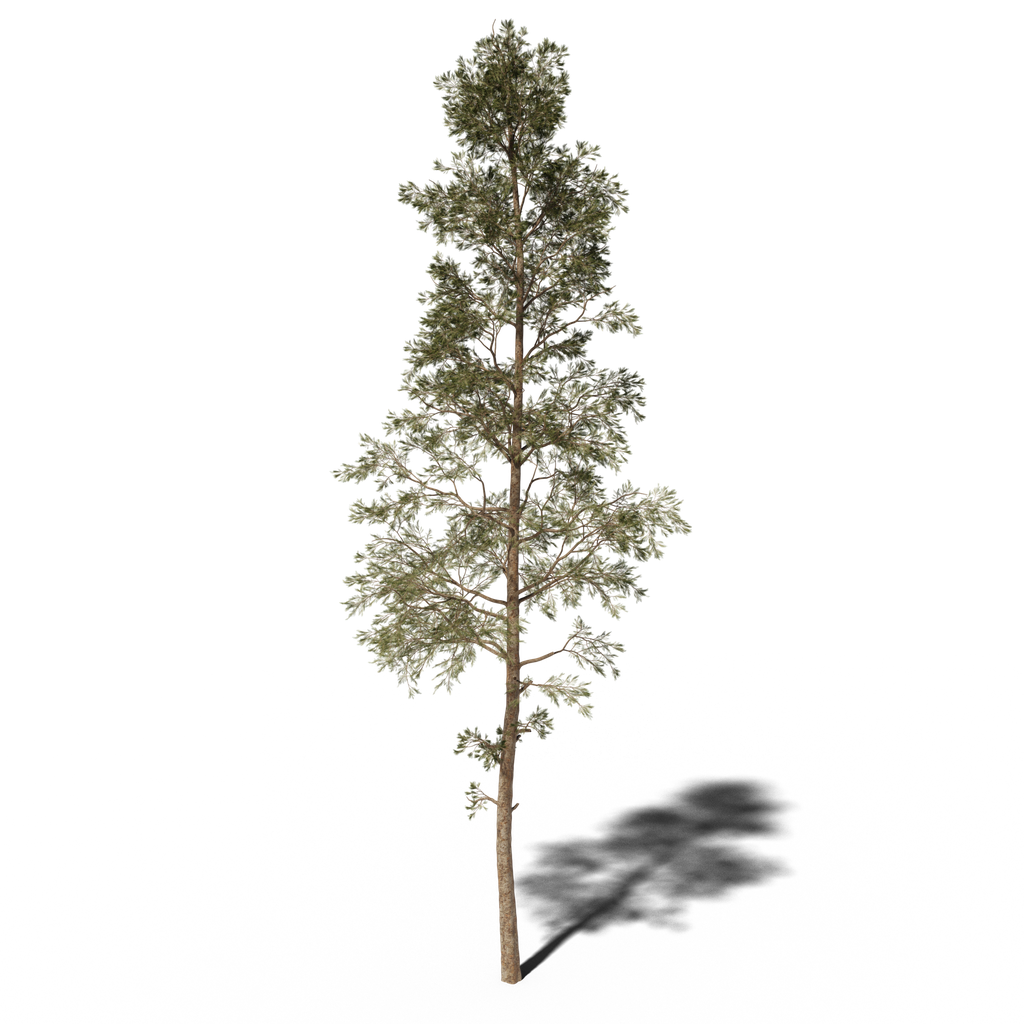 BlenderKit | Download the Pine tree v3 model