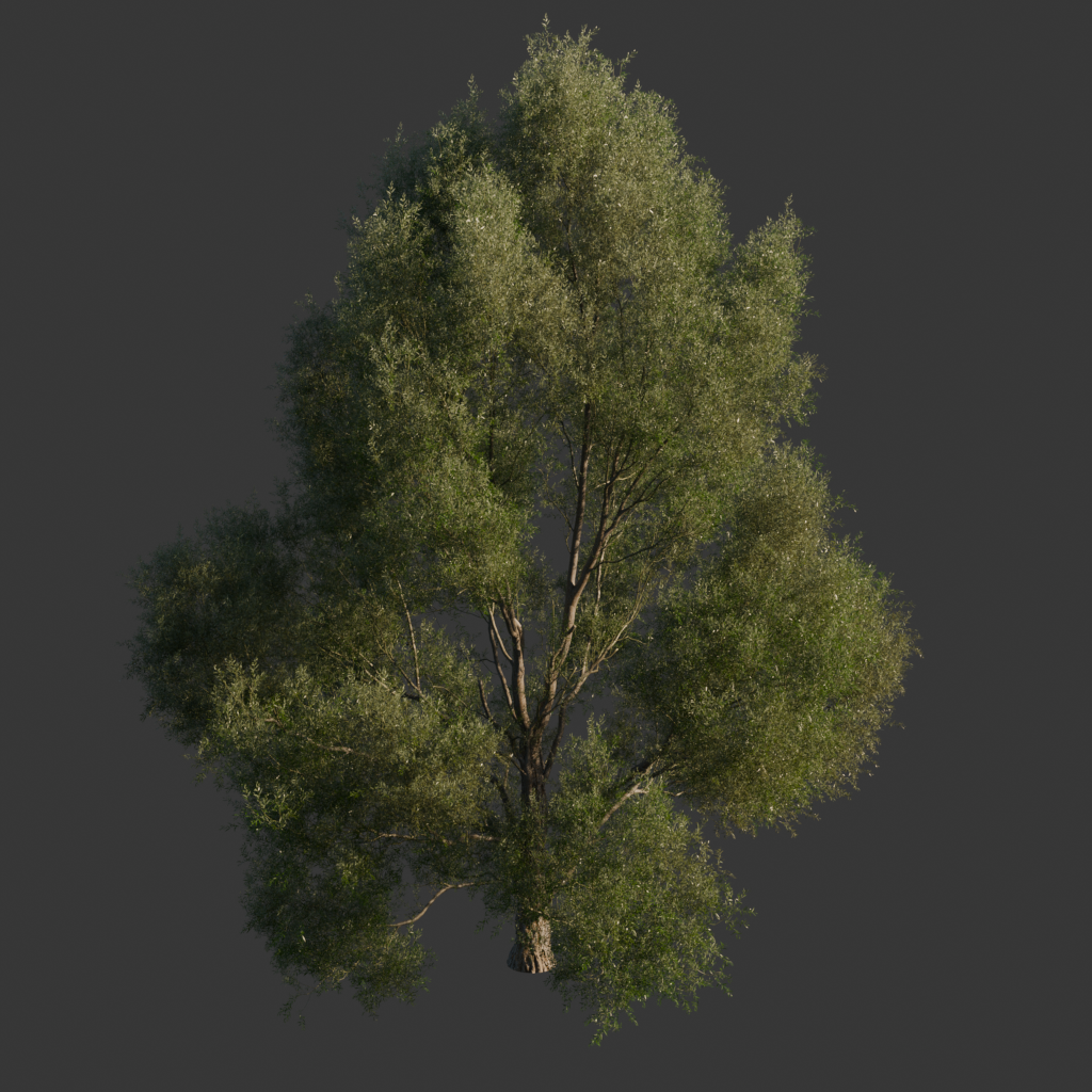 White Willow | FREE Trees models | BlenderKit