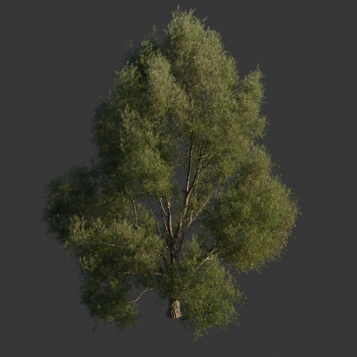 White Willow | FREE Trees models | BlenderKit