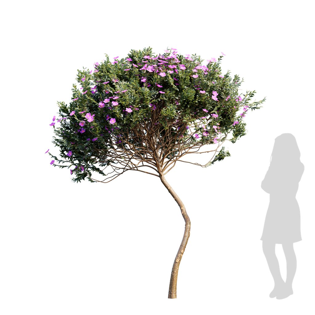 Tree Cistus Albidus Zistrose Flower | Trees models | BlenderKit