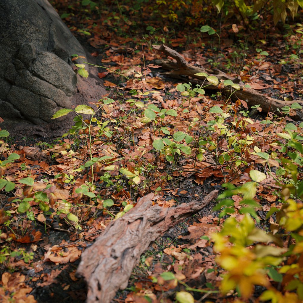 Small scene forest autumn floor | Nature scenes | BlenderKit