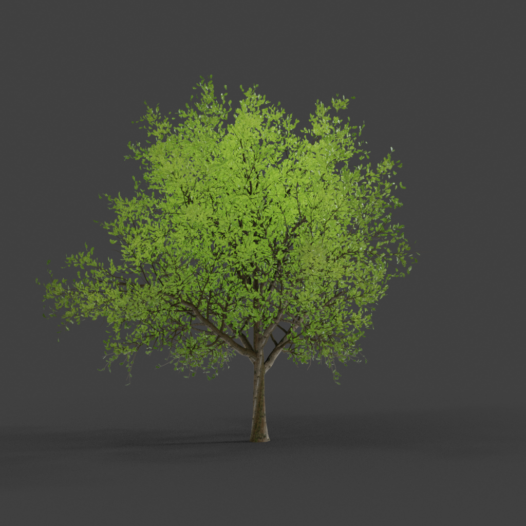 Oak Tree | Trees models | BlenderKit