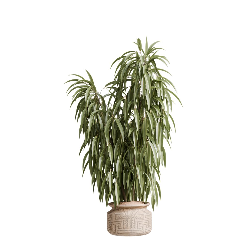 Ficus Binnendijkii Alii Maclellandii | Indoor Plants models | BlenderKit