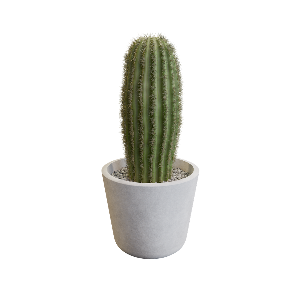 BlenderKit | Download the FREE Fully Procedural Cactus model