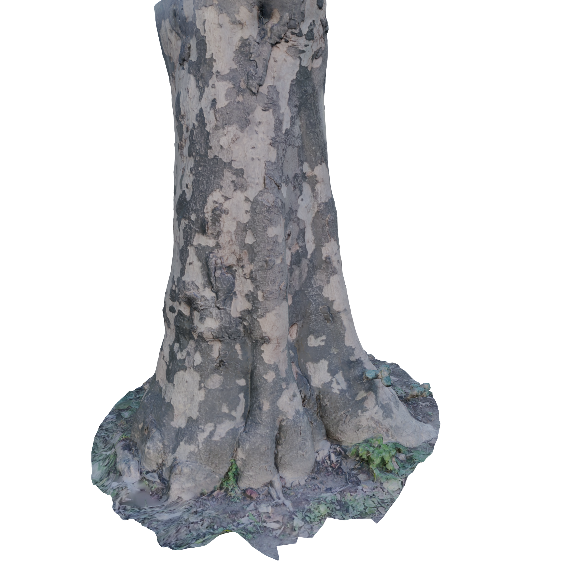 Tree Bark | FREE Trees models | BlenderKit