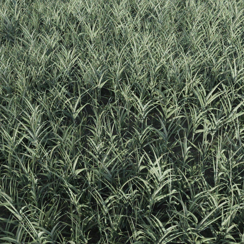 Grass Small Sparse | Grass models | BlenderKit