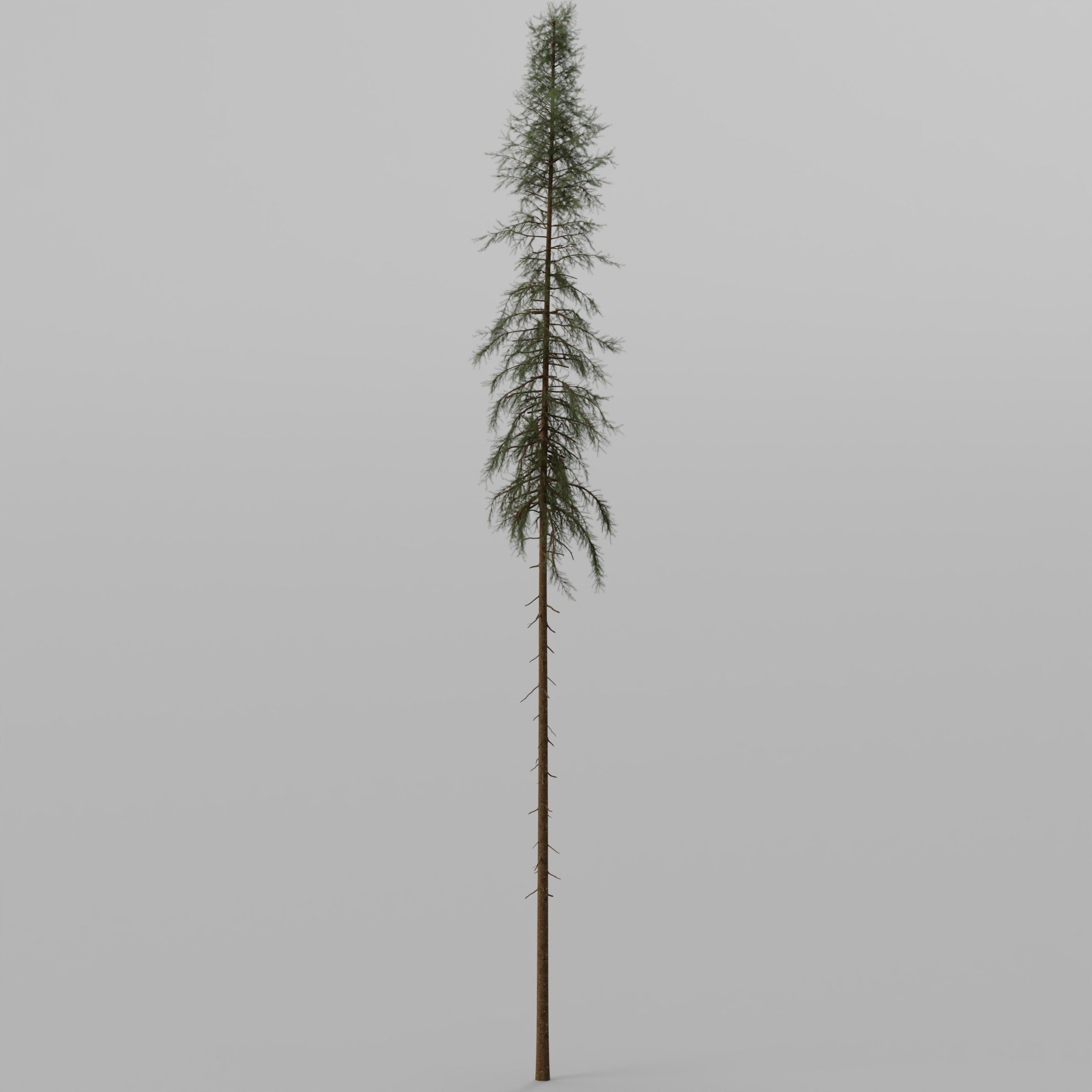 Spruce Tree | Trees models | BlenderKit