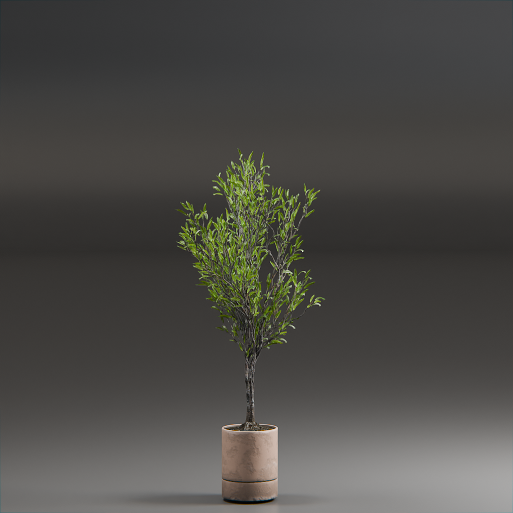 Indoor Plant Olive | Indoor Plants models | BlenderKit