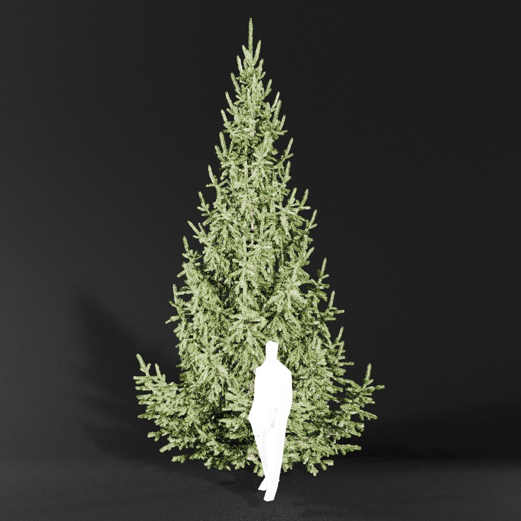 BlenderKit | Download the Norway Spruce Picea Abies 6.0m model