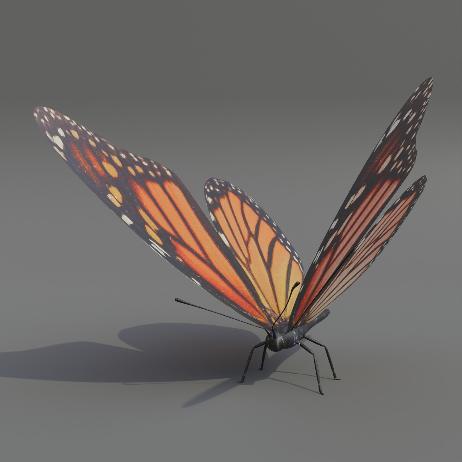 Butterfly (Rigged) | FREE Insects models | BlenderKit