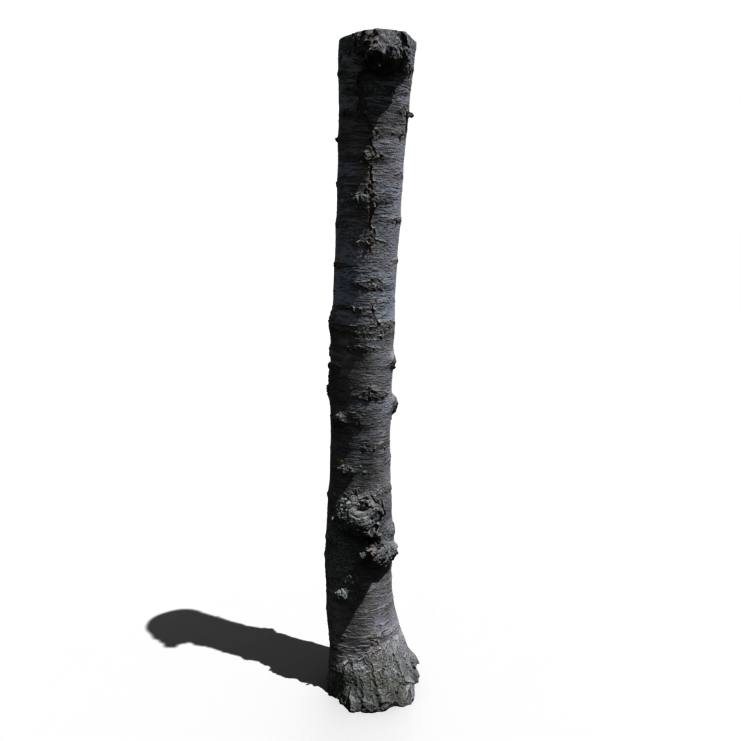 Small Tree Trunk | FREE Trees models | BlenderKit