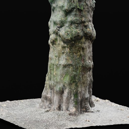 Tree Trunk (Photoscanned) | FREE Trees models | BlenderKit