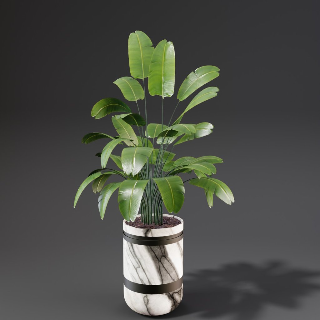 Strelitzia set 03 | Indoor Plants models | BlenderKit