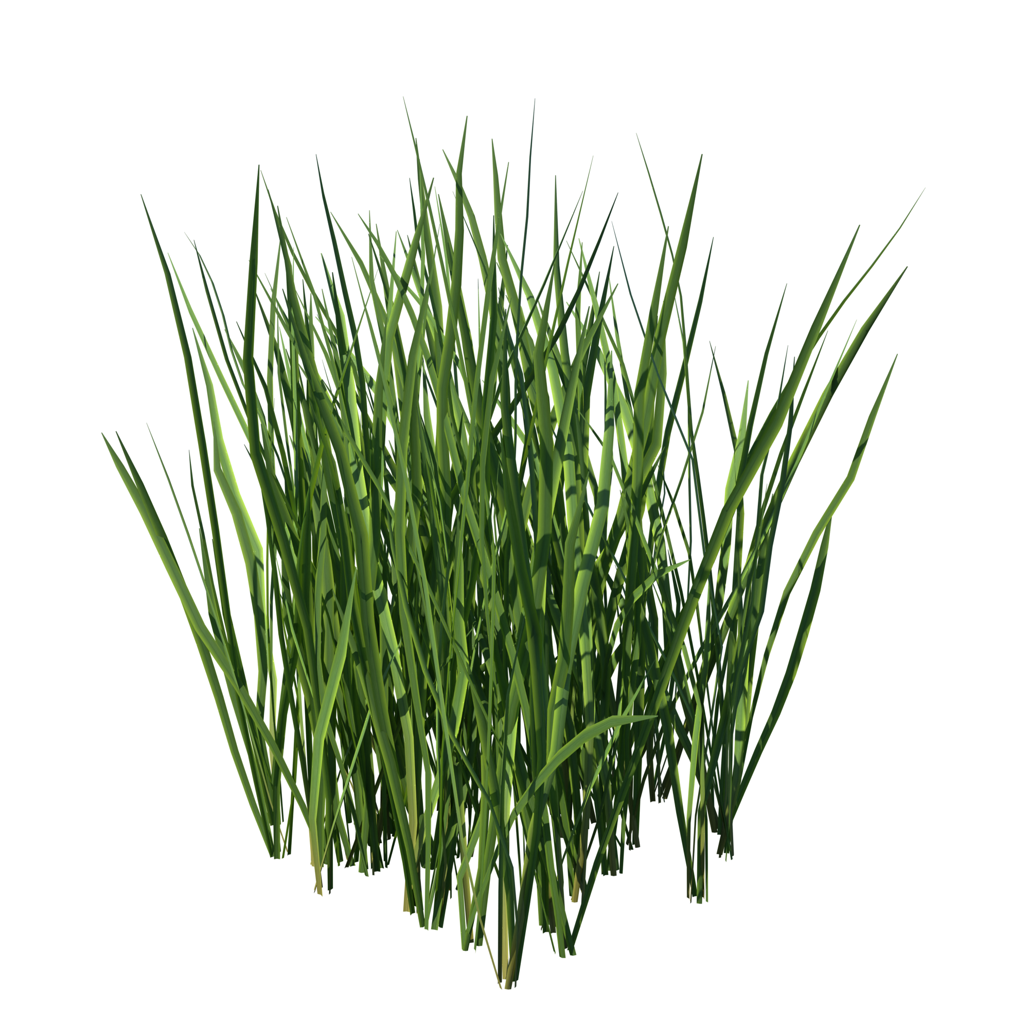 Wild Grass Patch 2 | FREE Grass models | BlenderKit