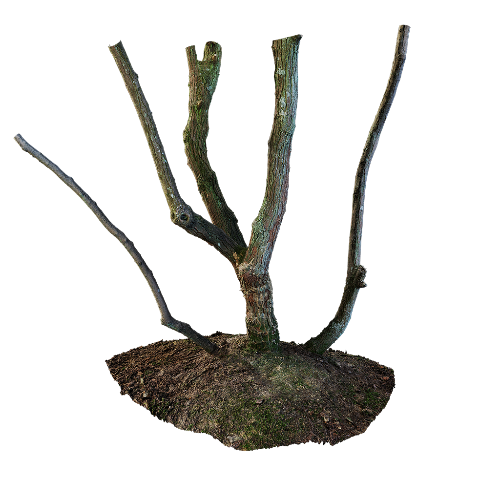 Quercus acuta Trunk | FREE Trees models | BlenderKit