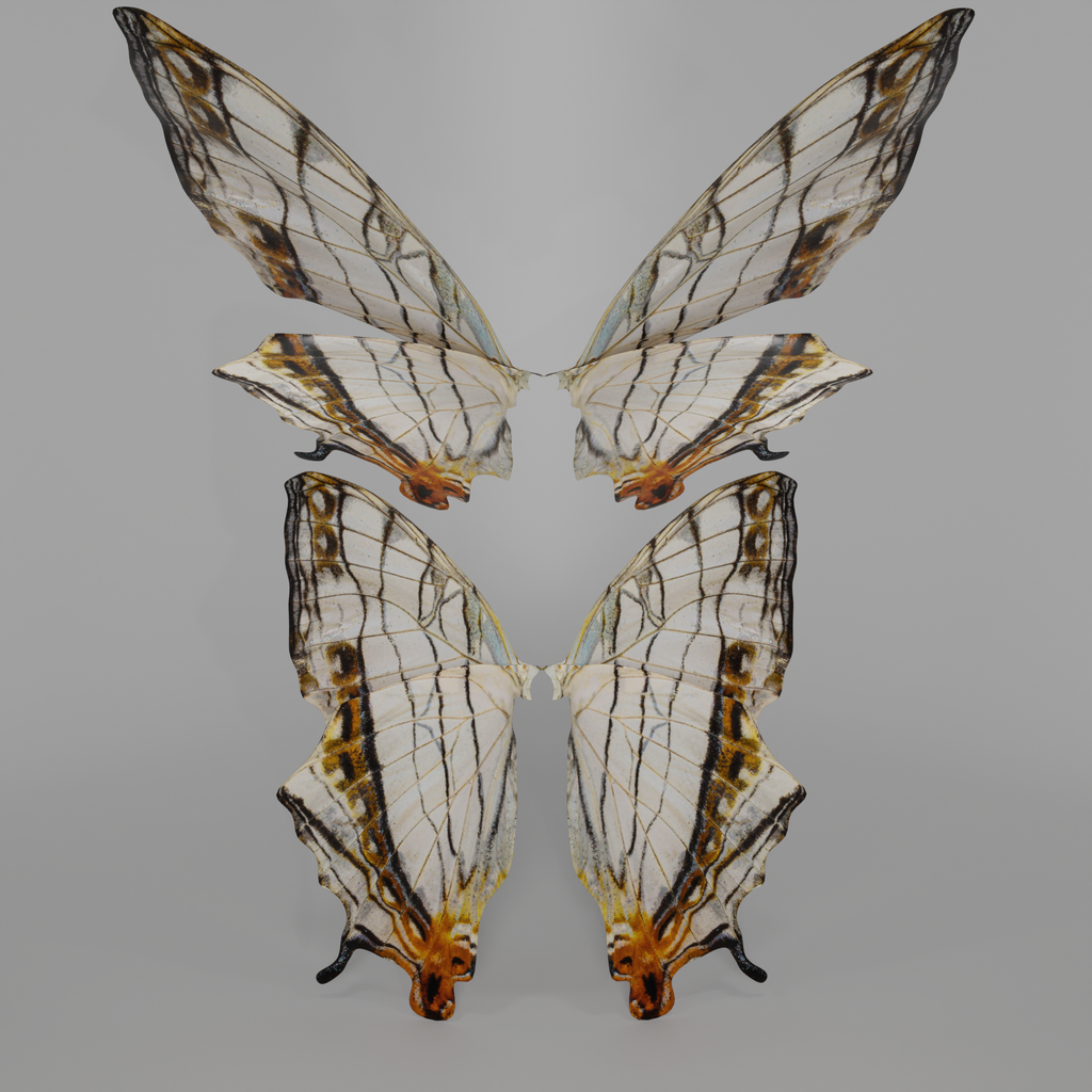 BlenderKit | Download the FREE Butterfly wings model