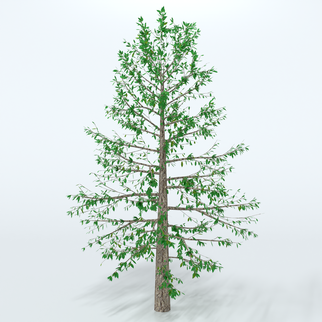 Forest Tree | Trees models | BlenderKit