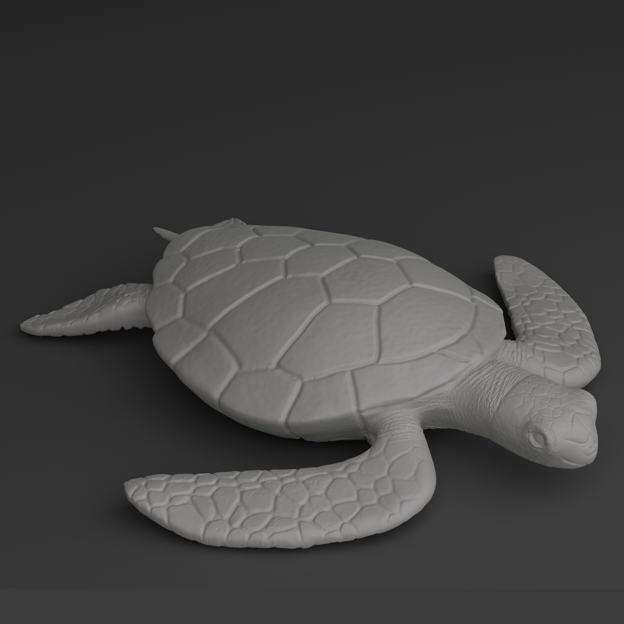 Stylized Sea Turtle 3D Printing | Organics printables | BlenderKit