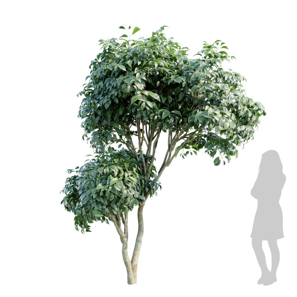Beautiful Tree Japanese Cherry Leaf | Trees models | BlenderKit
