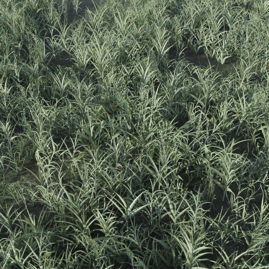 Grass Small Medium | Grass models | BlenderKit