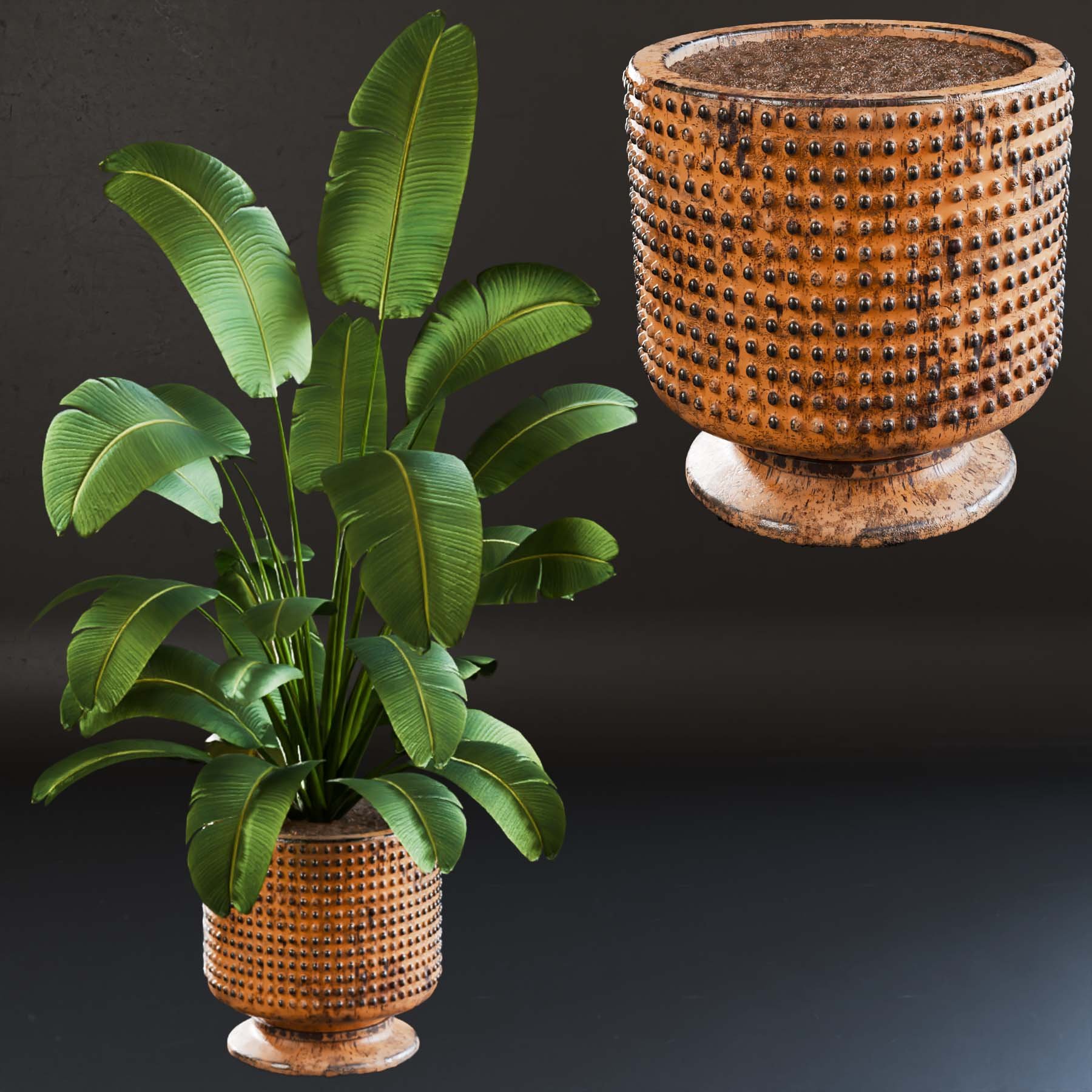 SJ-strelitzia-dirt pot 05 | Indoor Plants models | BlenderKit