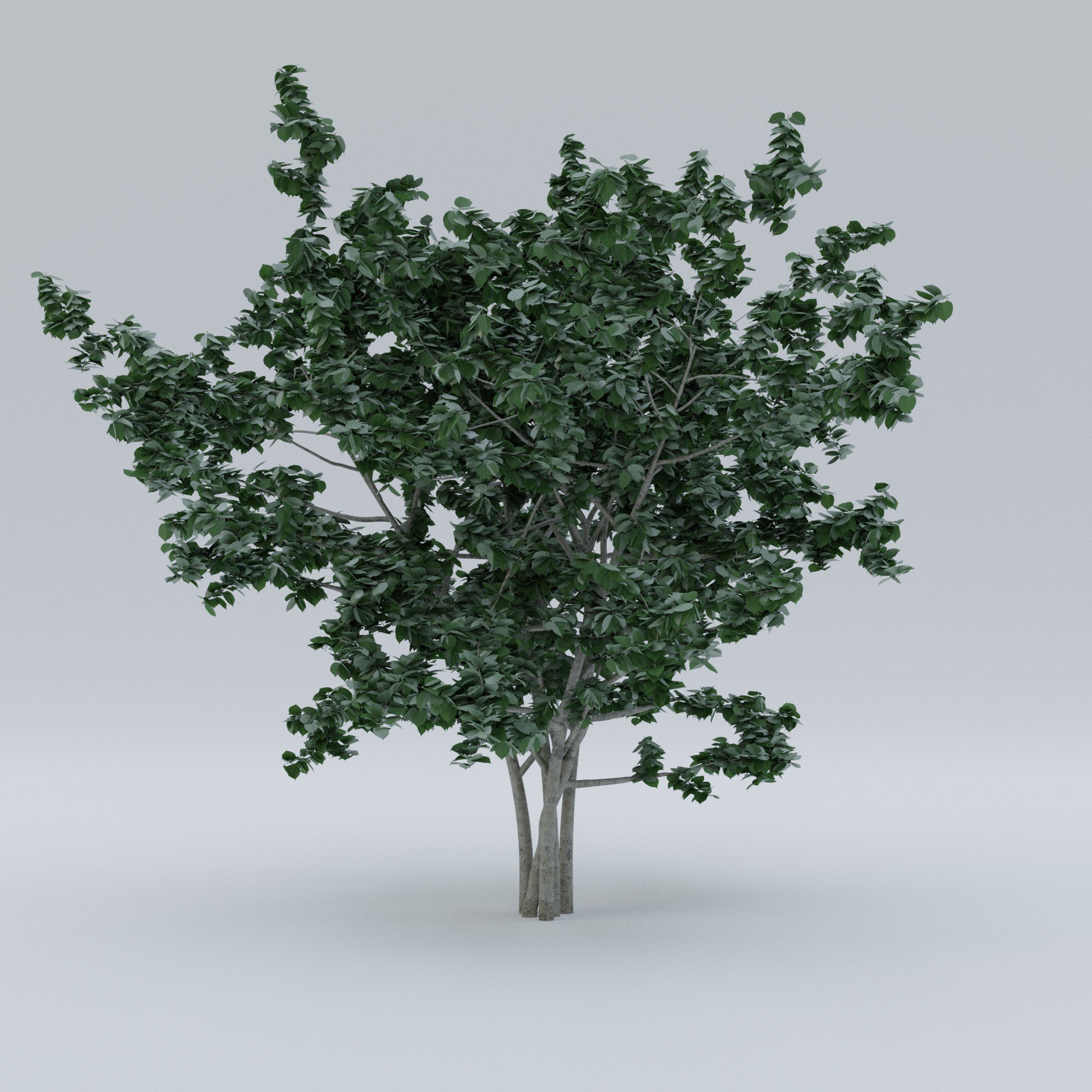 Small garden tree | 3D Tree models | BlenderKit