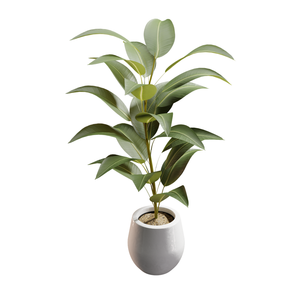 Modular ficus plant | FREE Indoor Plants models | BlenderKit