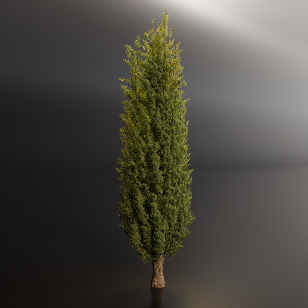 Tree Thuja Cedar | Trees models | BlenderKit