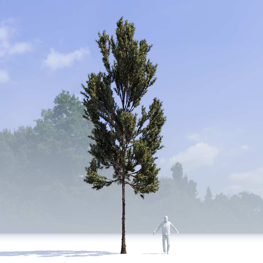 Coniferous Tree | Trees models | BlenderKit