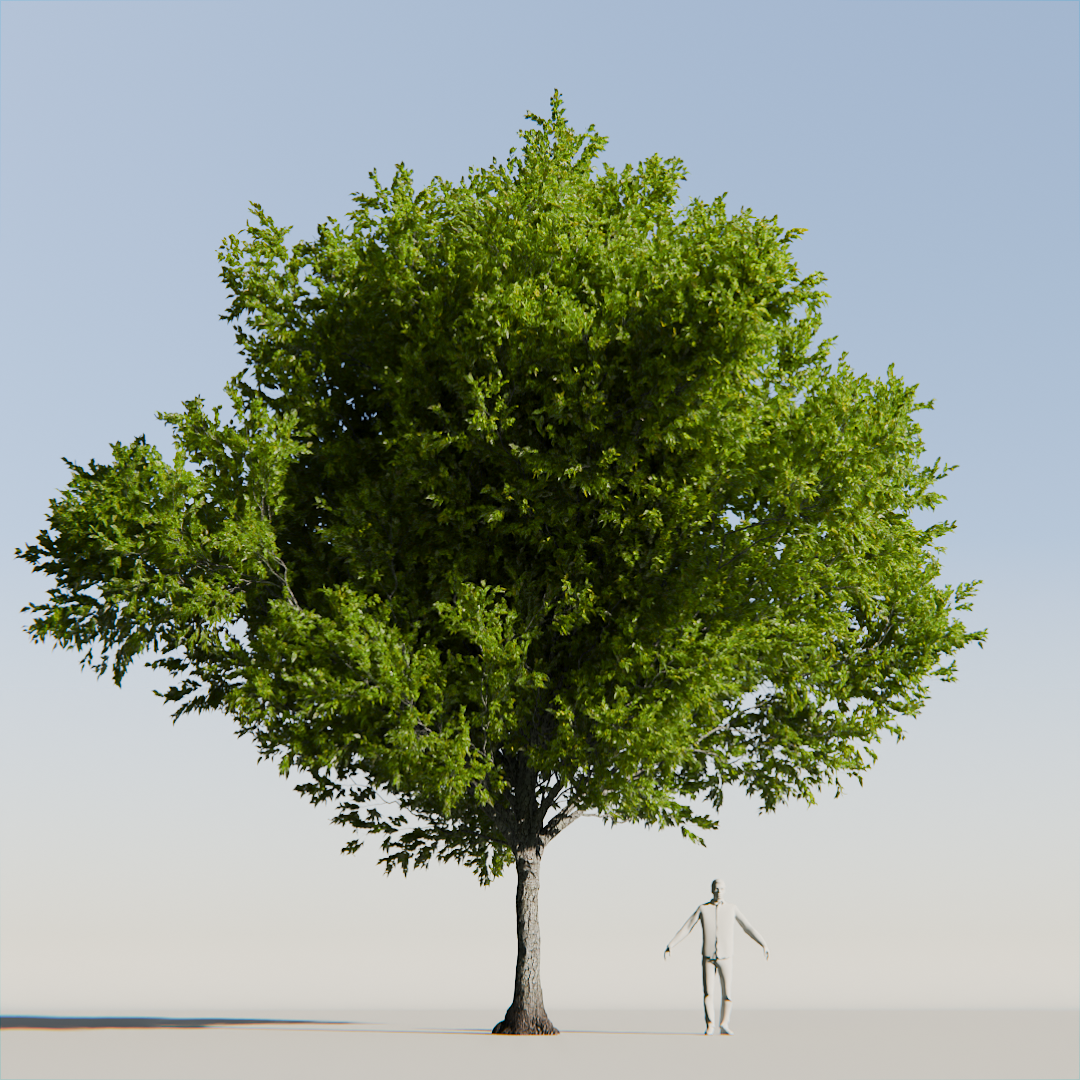 American beech tree variation | Trees models | BlenderKit