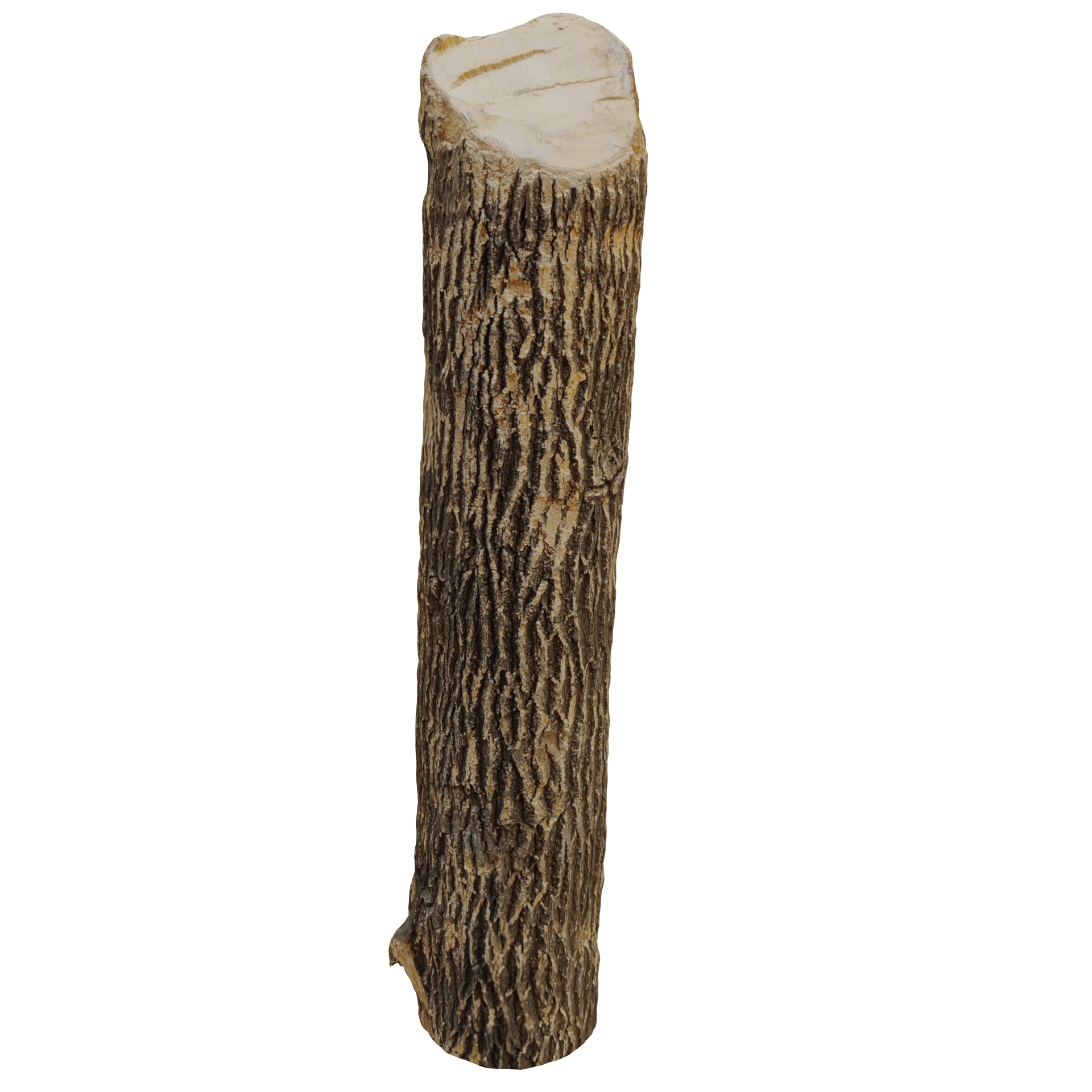 Tree Trunk Cutted | FREE Trees models | BlenderKit