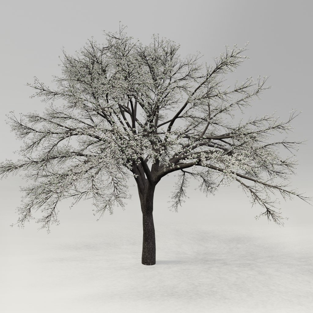 BlenderKit | Download the Cherry Blossom Tree model