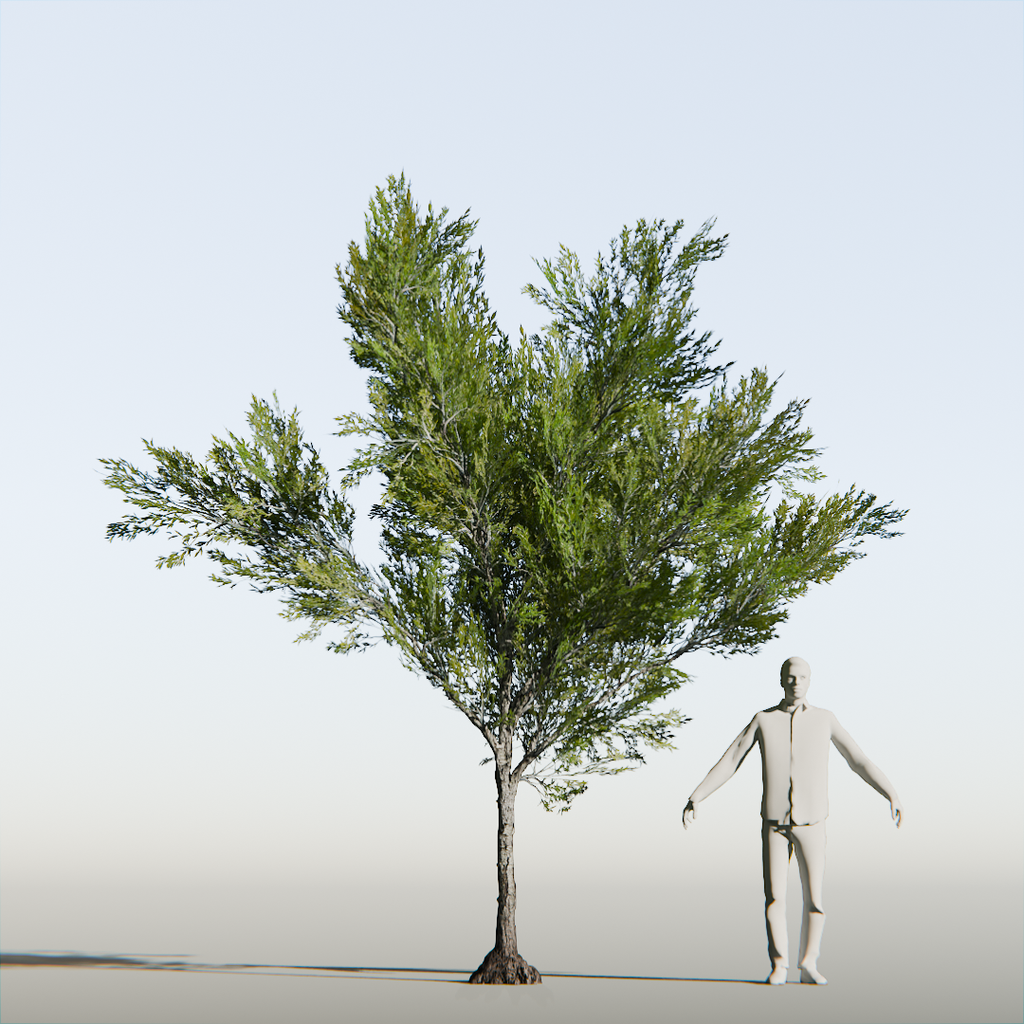 Coral bark tree animated lowpoly | Trees models | BlenderKit