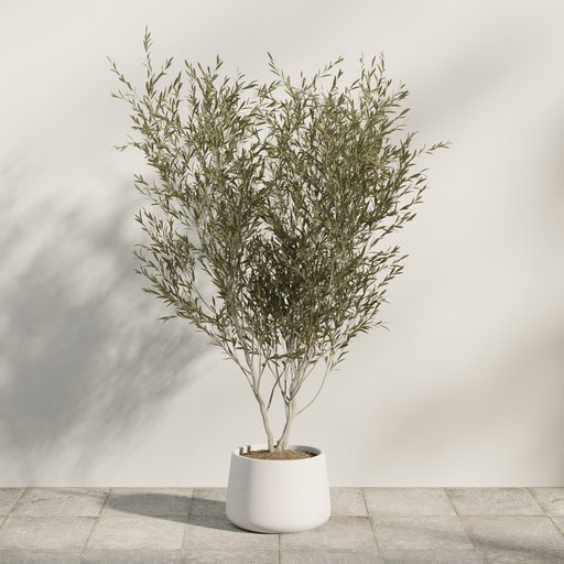 Minimal Potted Olive Tree | Outdoor Plants models | BlenderKit