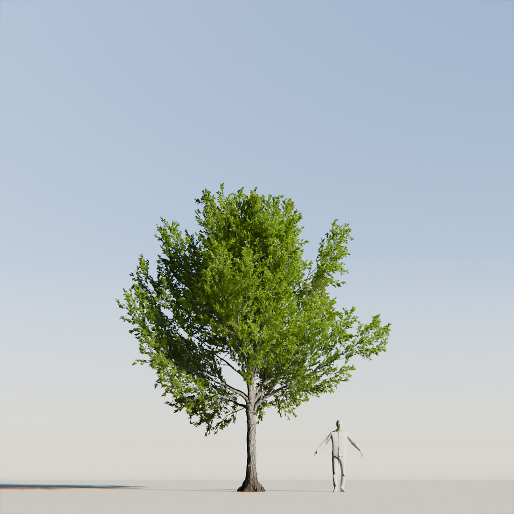 American beech tree variation | Trees models | BlenderKit