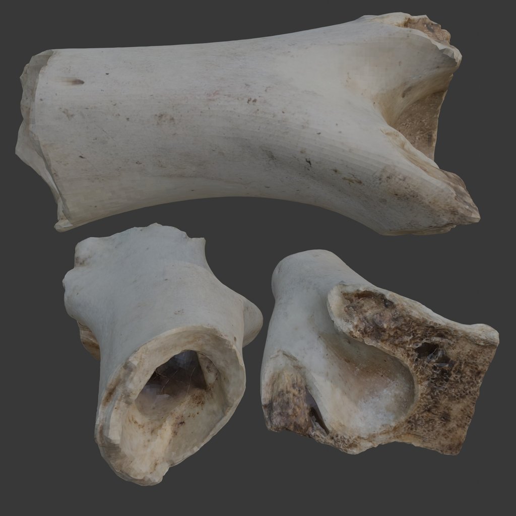 Bone broken | FREE Human Skeletons models | BlenderKit