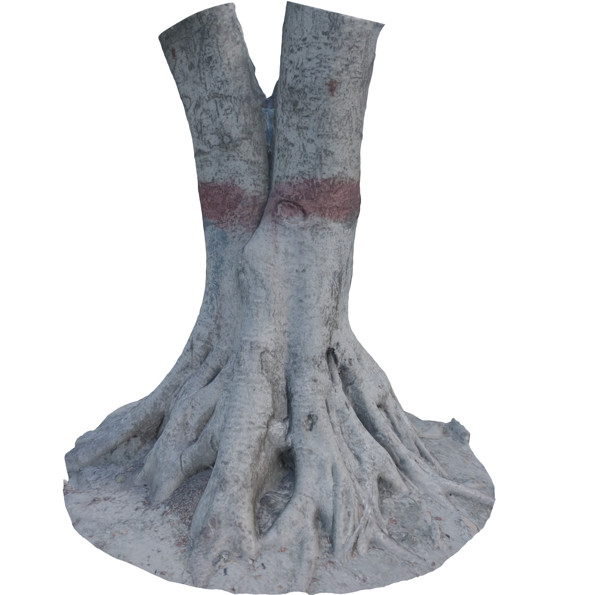Scanned Gaint Tree | FREE Trees models | BlenderKit