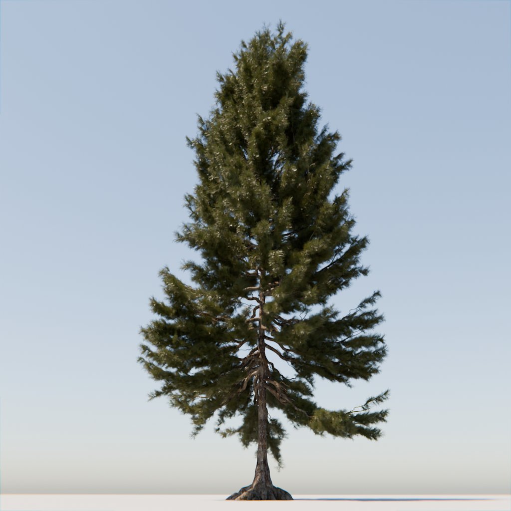 Coniferous Tree 02 | Trees models | BlenderKit
