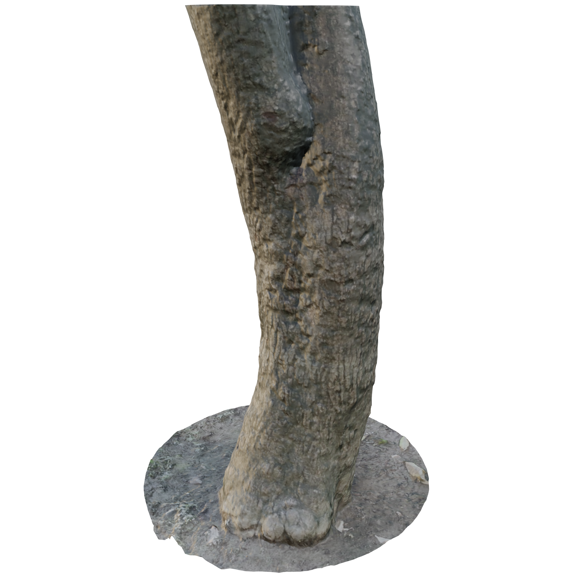 Trunk Scan | Trees models | BlenderKit