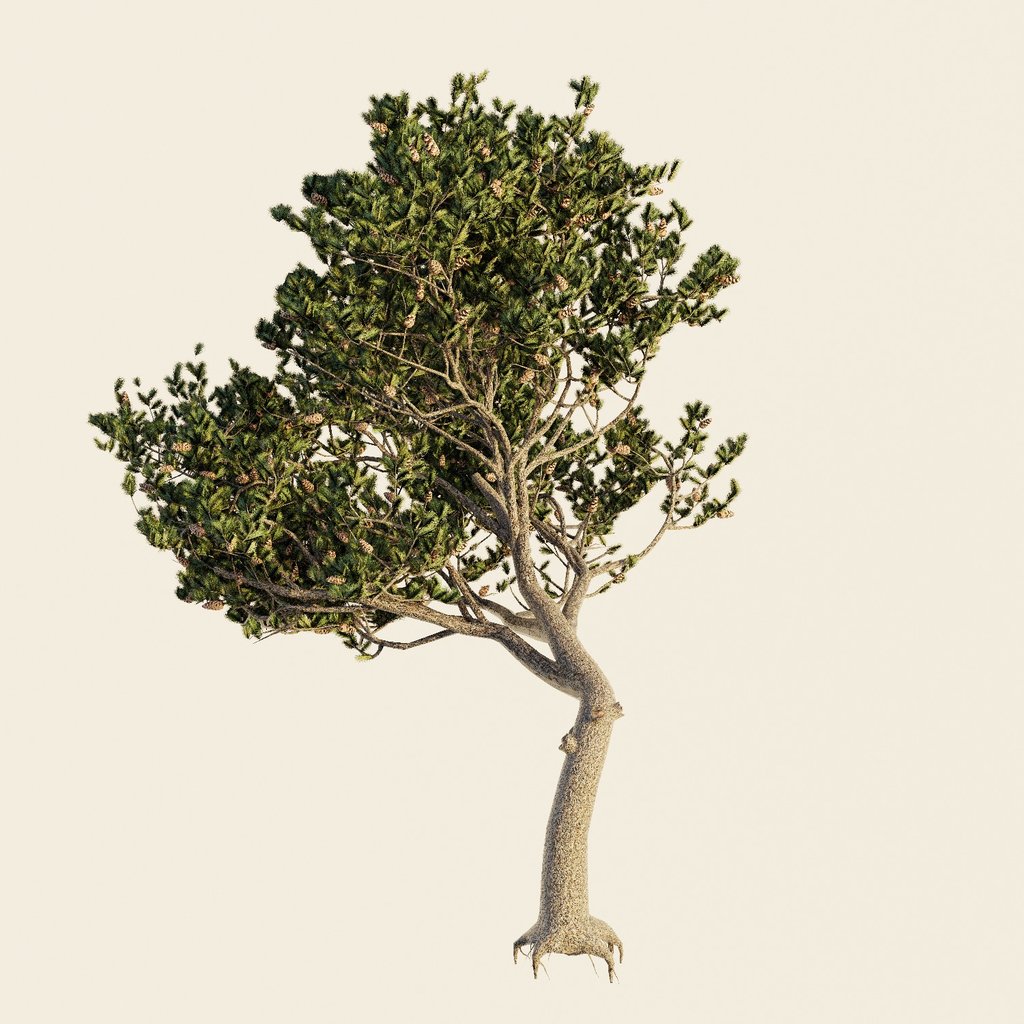 ItalianStonePine | FREE Trees models | BlenderKit