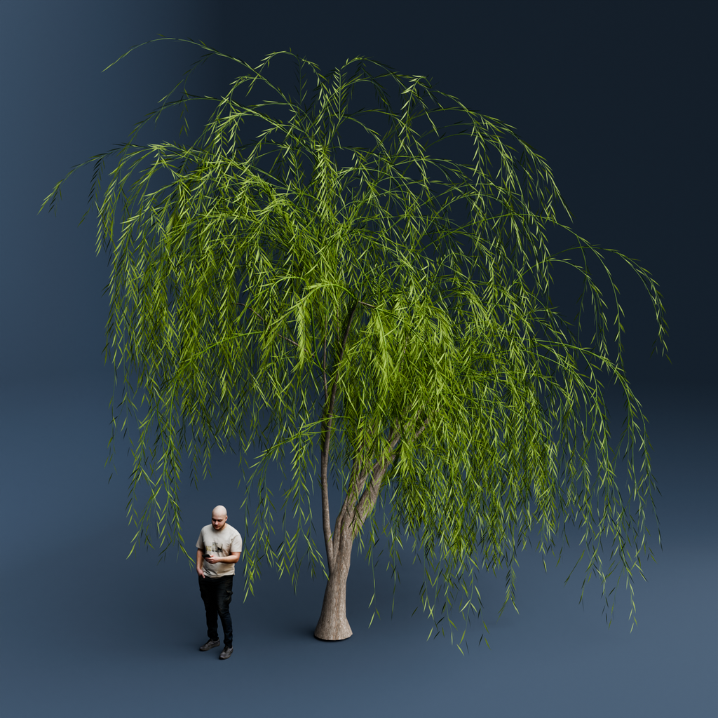 BlenderKit | Download the FREE Small willow 02 model