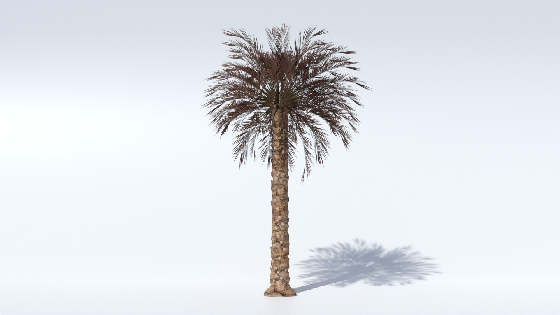 Dried Date Palm Tree | Trees models | BlenderKit